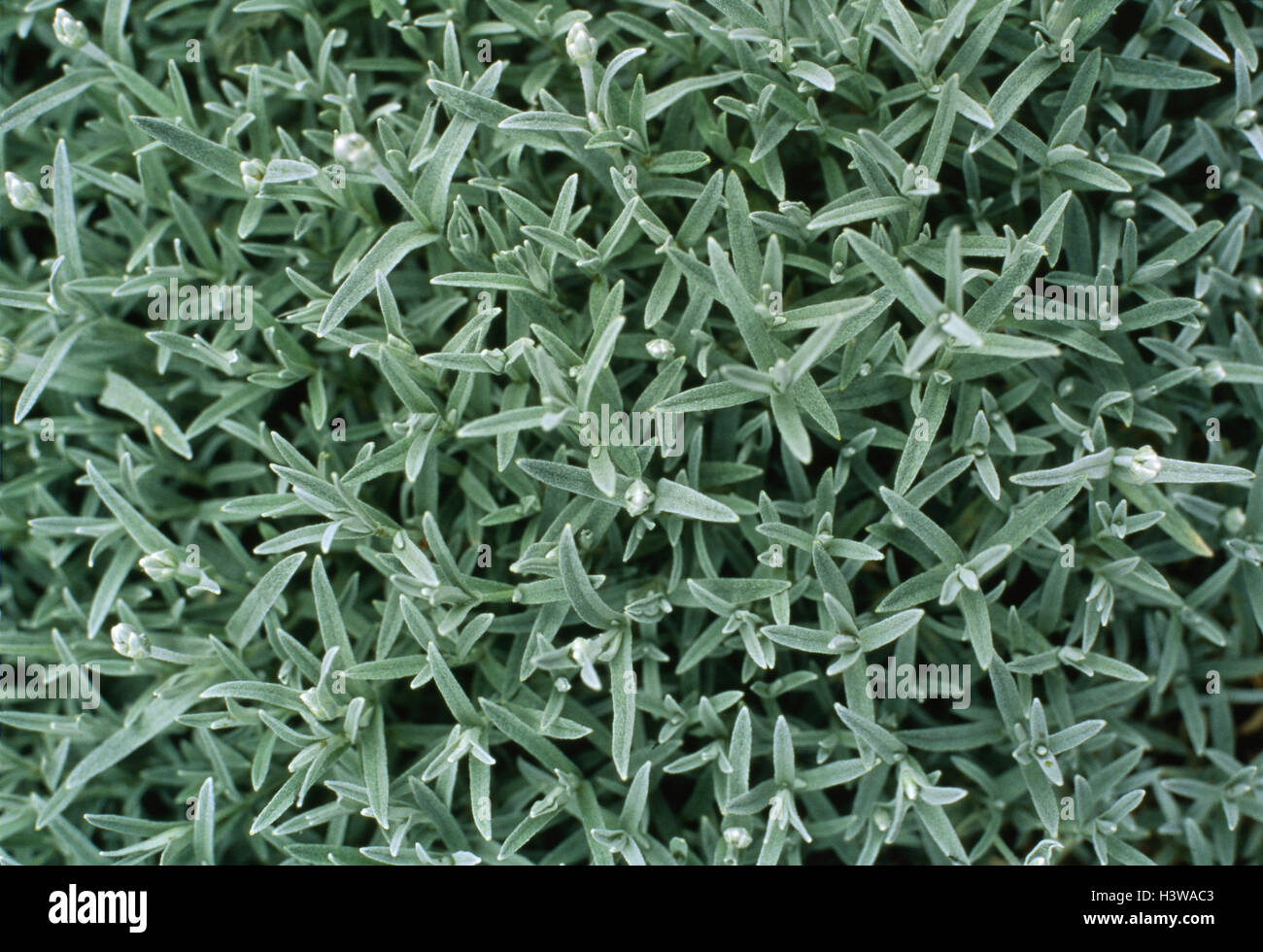 Stone cultivated plants, leaves the edelweiss Stock Photo - Alamy