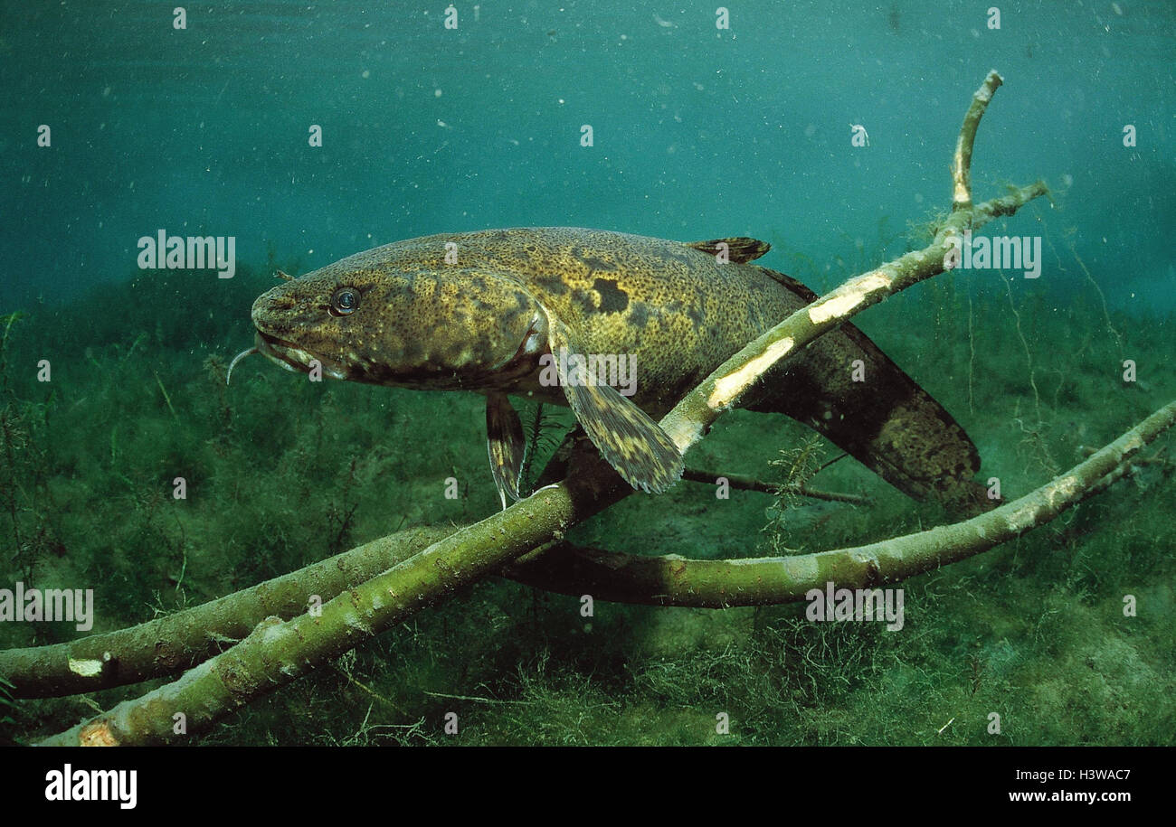 Quappe, Lota lota, Austria, Grundlsee, underwater recording, water ...