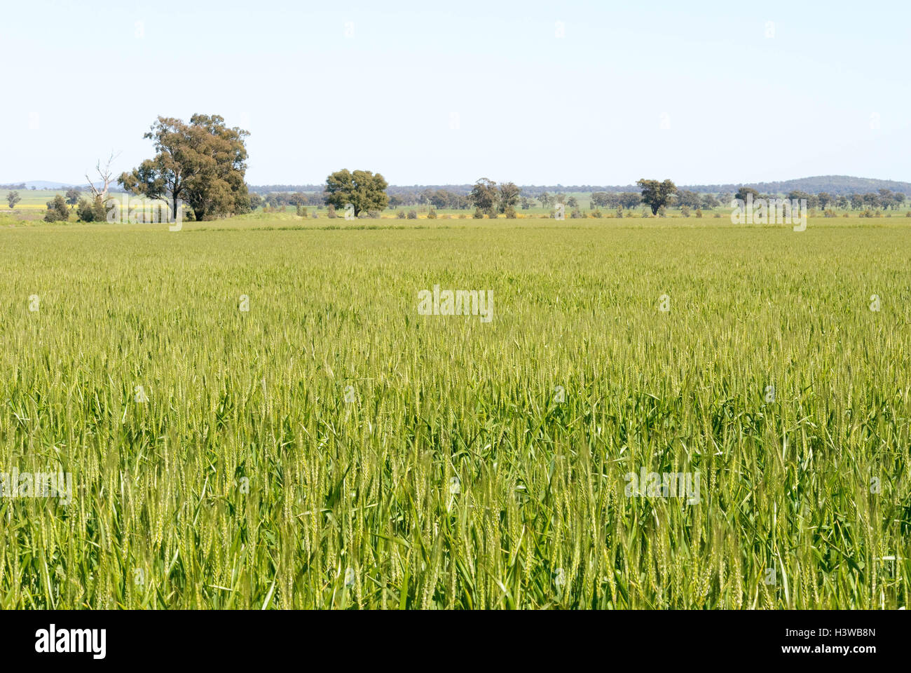 a cereal crop maturing in a rural paddock, with trees and sky in ...