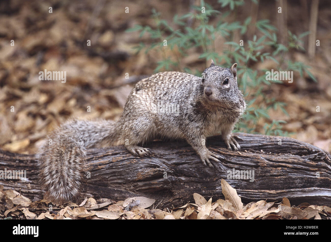 Forest Floor Animals