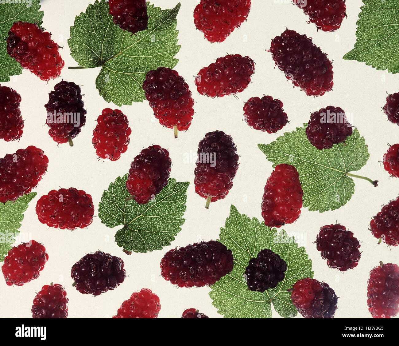 Mulberries, Morus nigra, leaves fruits, fruit, berries, eatable, false ...