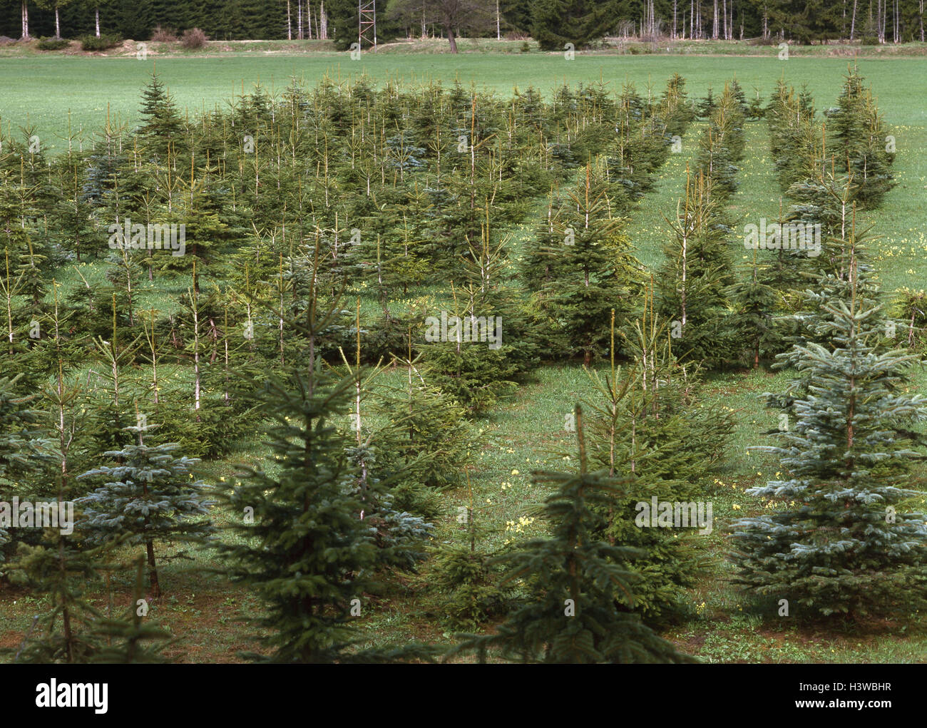 Nursery garden, conifers, reforestation, tree breeding, Christmas trees ...