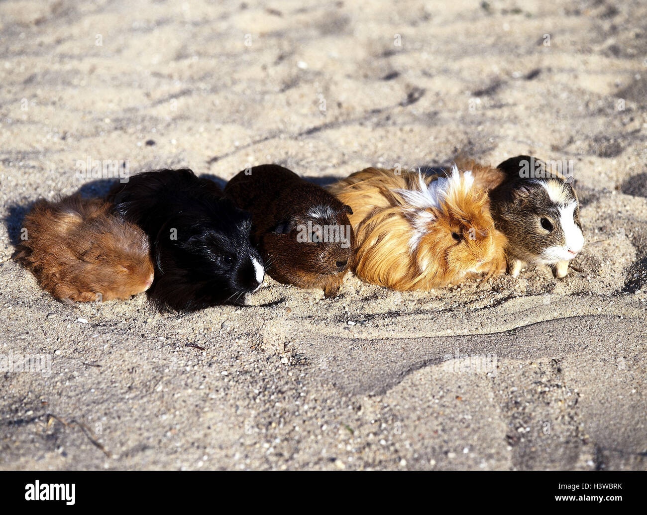 Guinea pigs, passed away, five, outside, Sand, sea pig, Cavia aperea ...