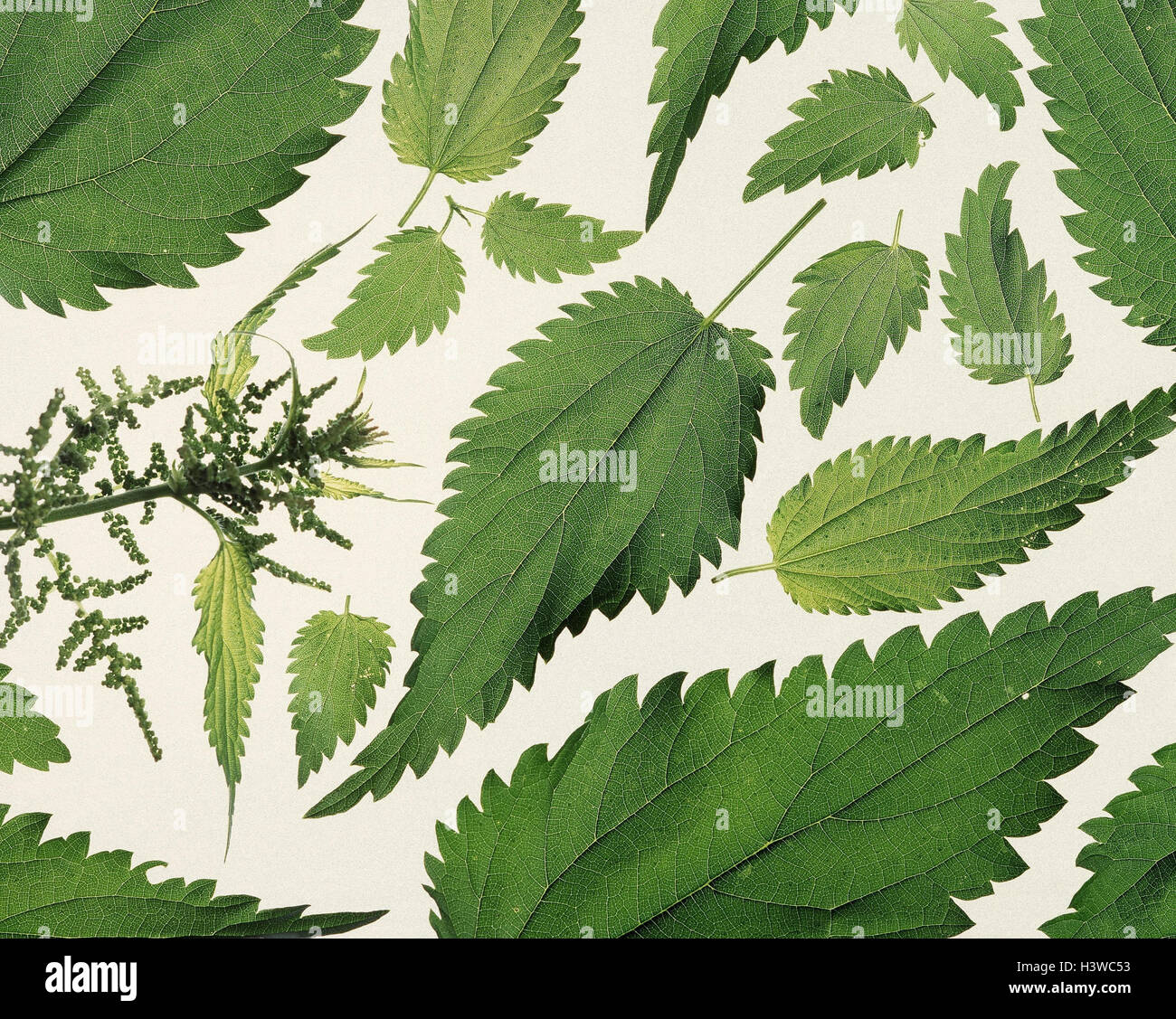 Stinging nettle, Urtica dioica, leaves medicinal plants, herbs ...