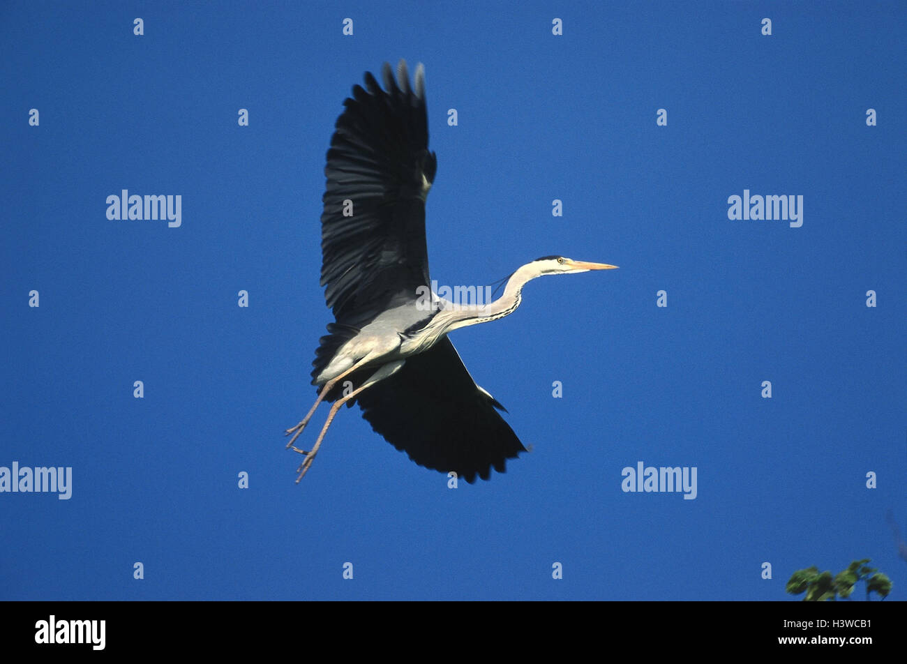 Hungarians, grey herons, Ardea cinerea, flight, Schreitvogel, bird ...
