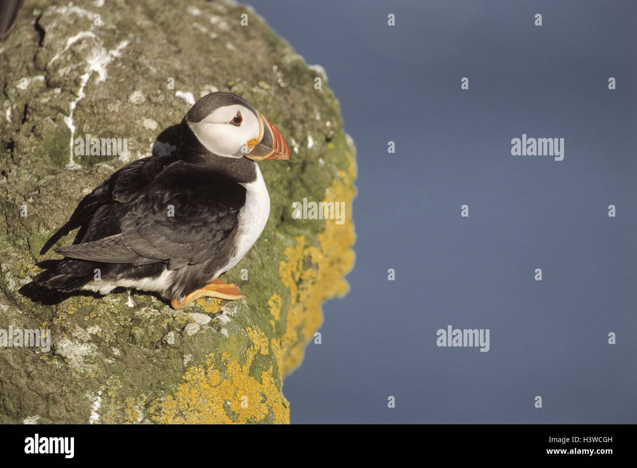 Rocks, puffins, Fratercula arctica birds, bird, wild animals, wild ...