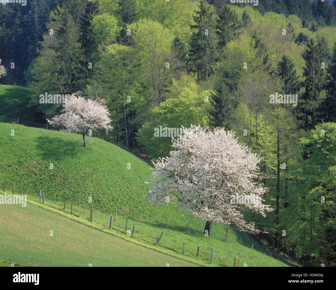 Switzerland, canton Bern, Emmental, edge the forest, fruit-trees ...