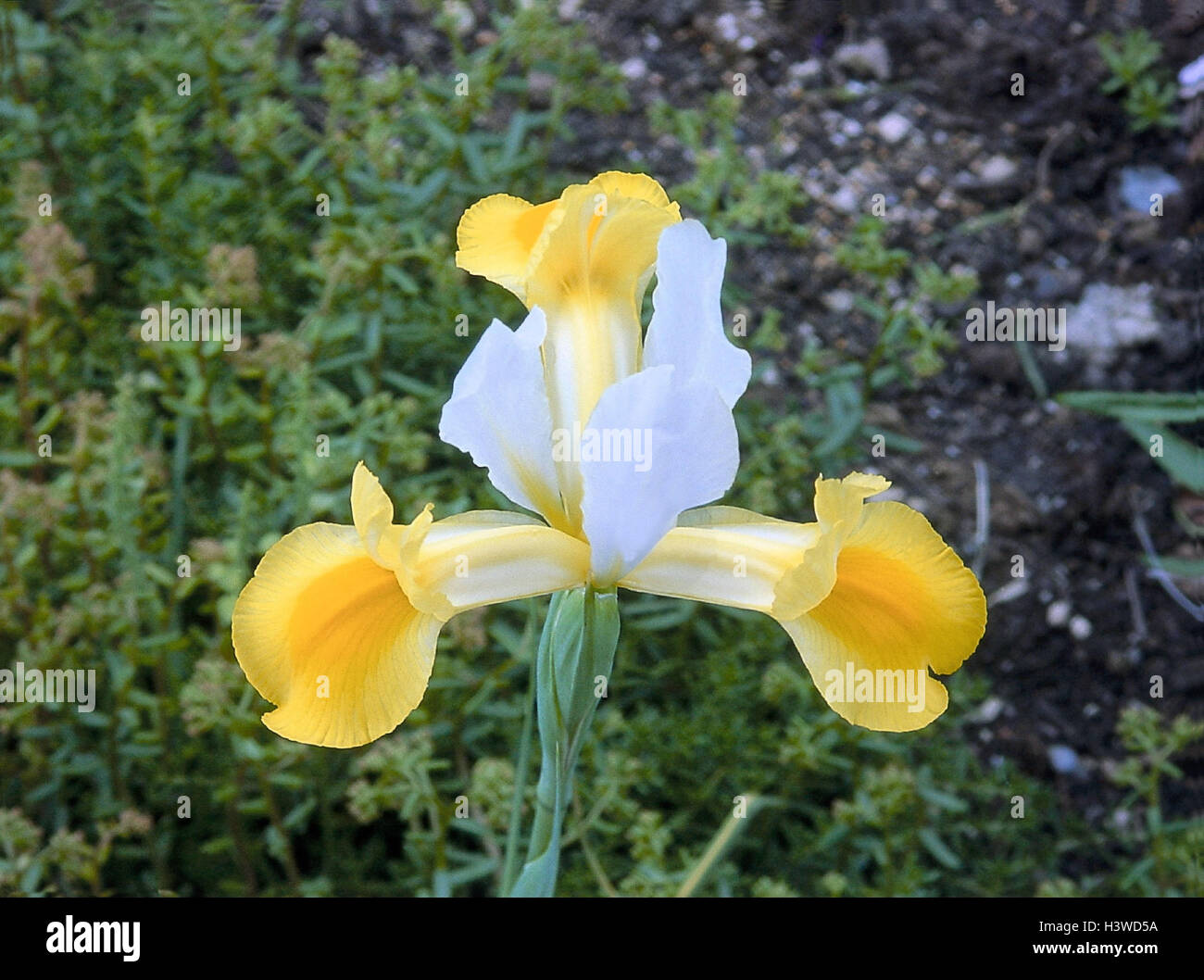Dutch iris, iris spec. Iris, iris, flower, blossom, white, yellow ...