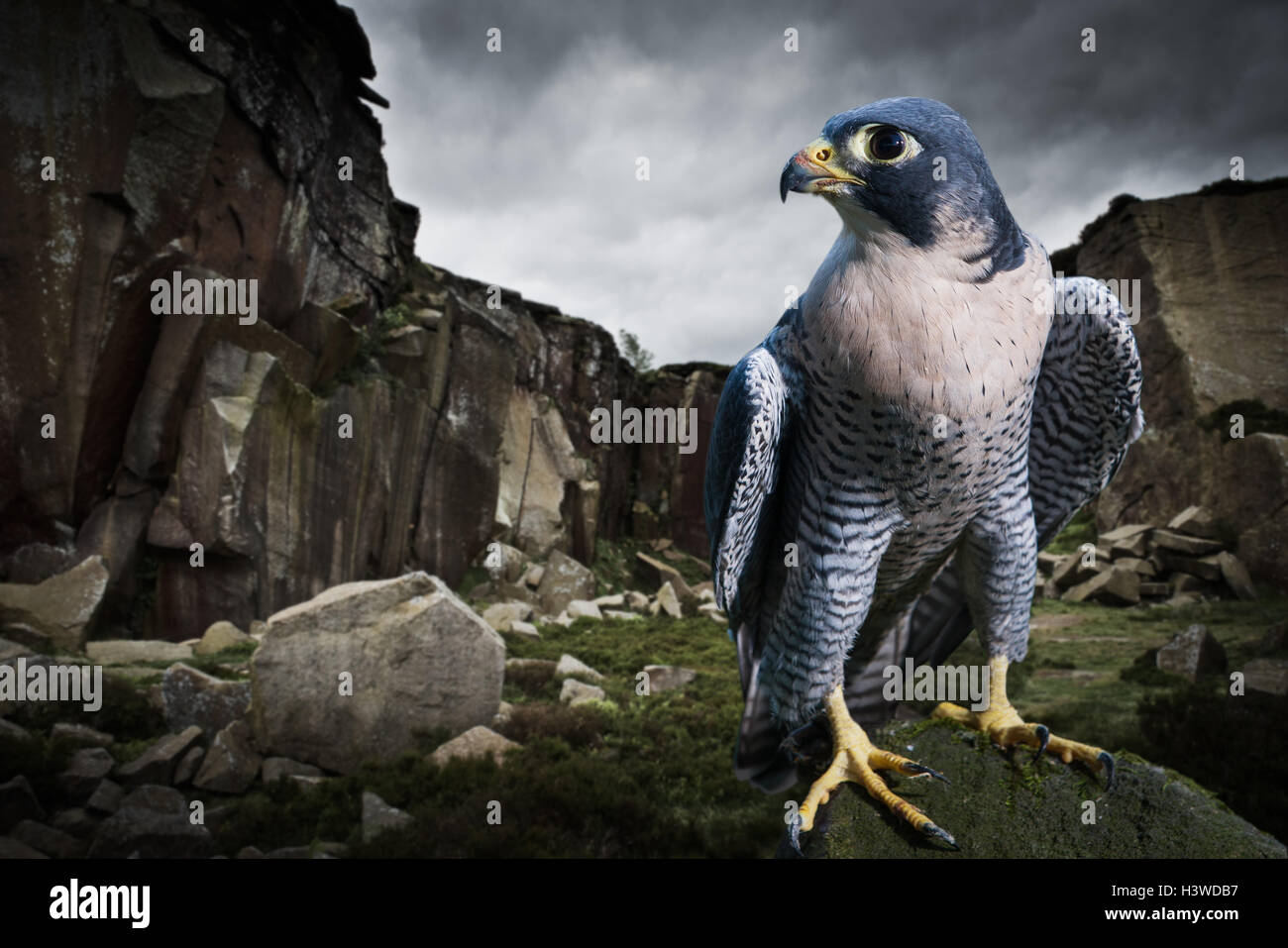 Peregrine Falcon perched on a rock in a quarry Stock Photo - Alamy