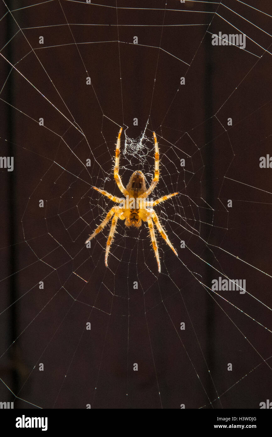 Garden Cross Spider, Araneus diadematus Stock Photo - Alamy