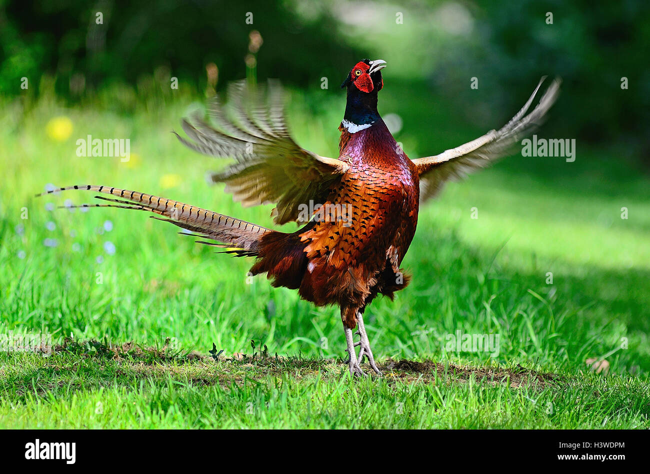 Cock pheasant displaying Stock Photo - Alamy