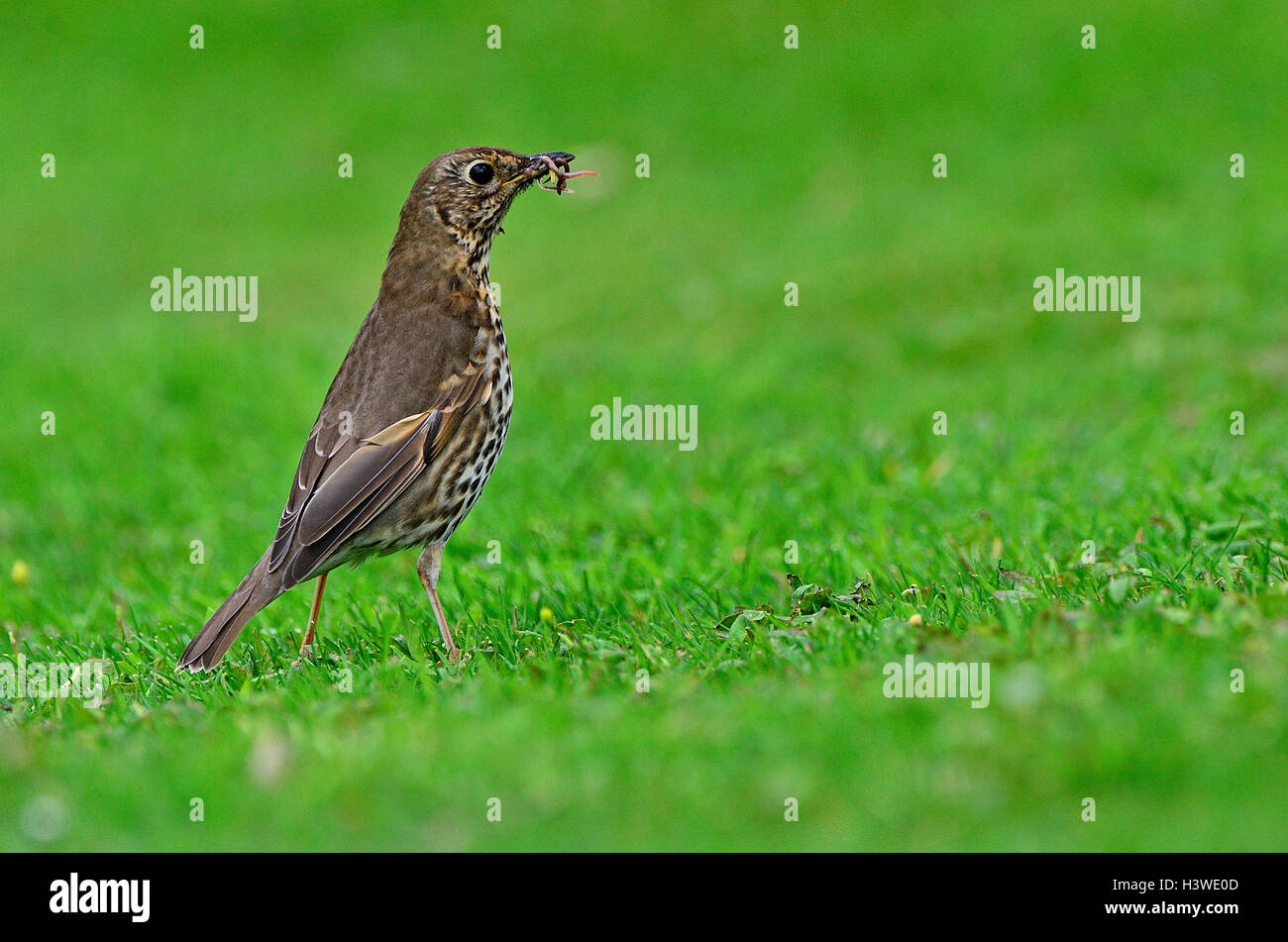 Ongthrush hi-res stock photography and images - Alamy