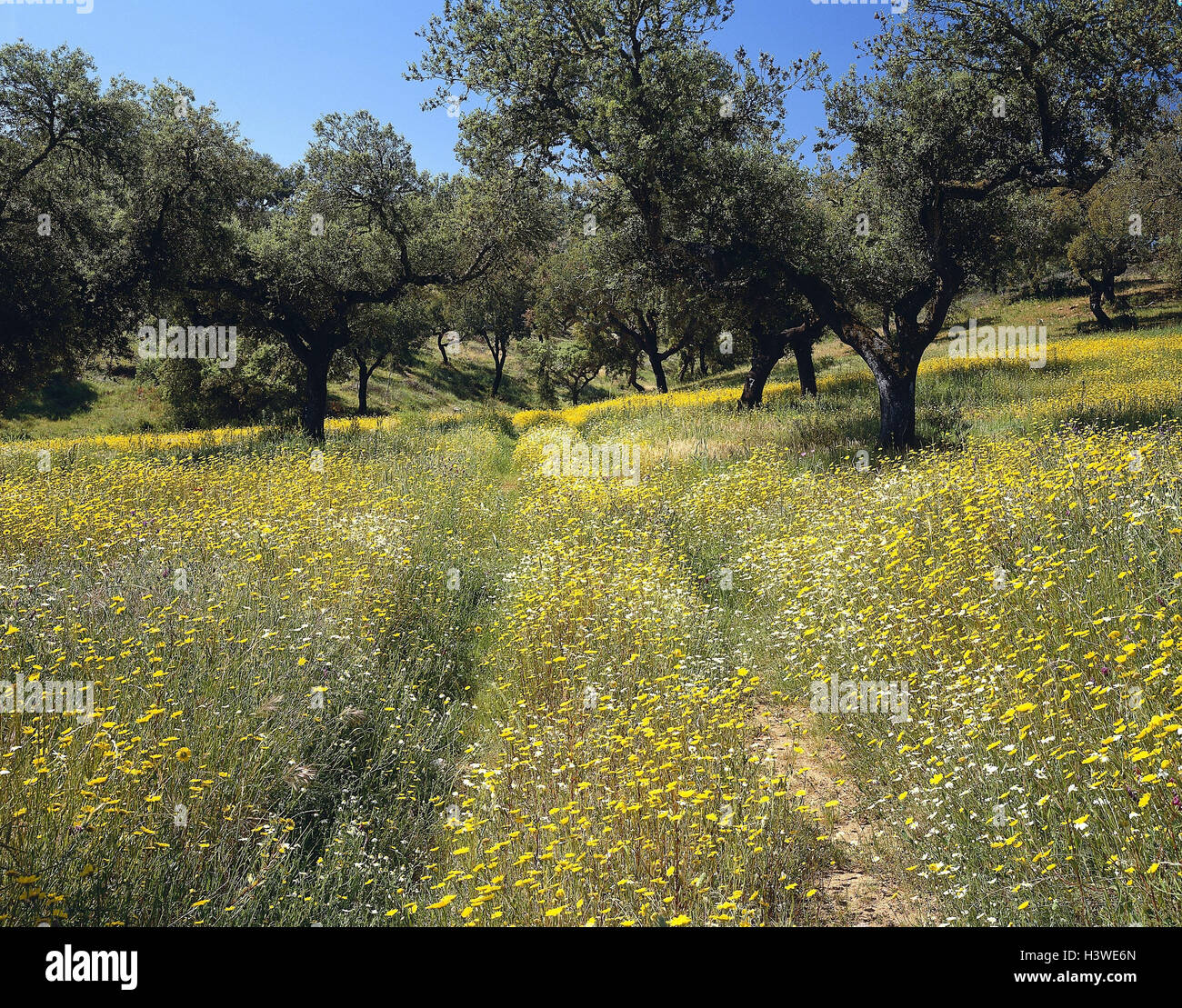 Portugal, Alentejo, oaken wood, outside, nature, scenery, province ...