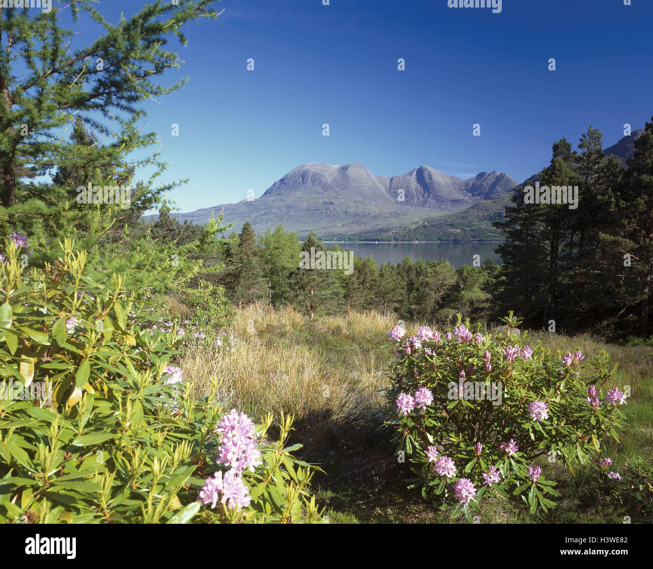 Great Britain, Scotland, Annat, Torridon Mountains, mountain landscape ...