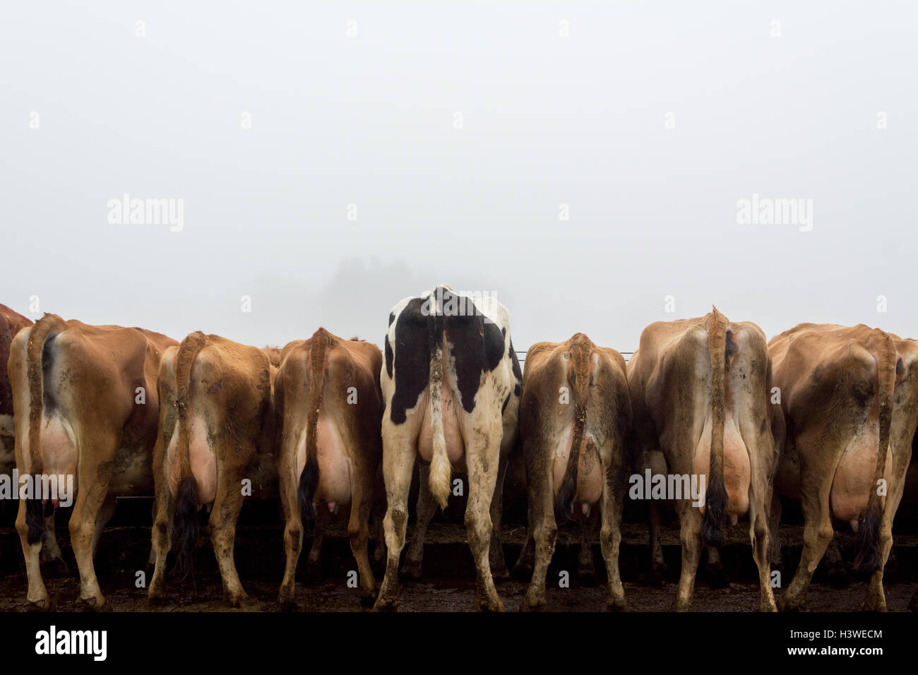 Rear view of a row, of cows Maine, USA Stock Photo - Alamy