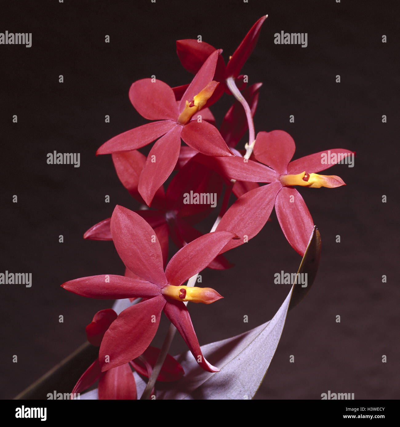 Genus epidendrum hi-res stock photography and images - Alamy