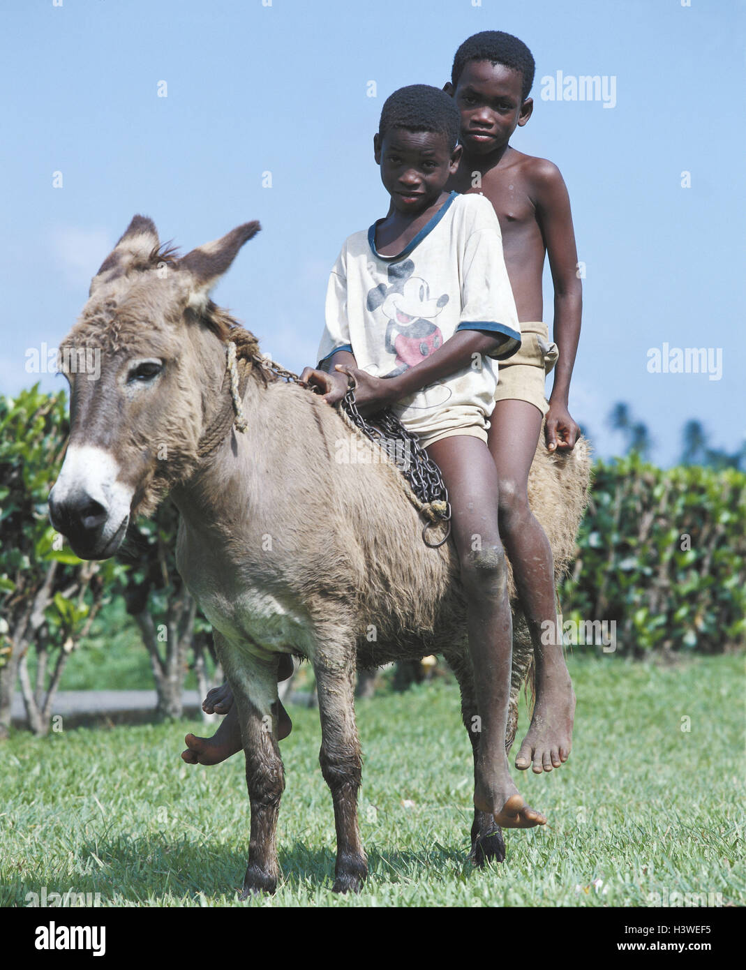 The small Antilles, Grenada, boy, locals, two, sit, ride donkey the ...