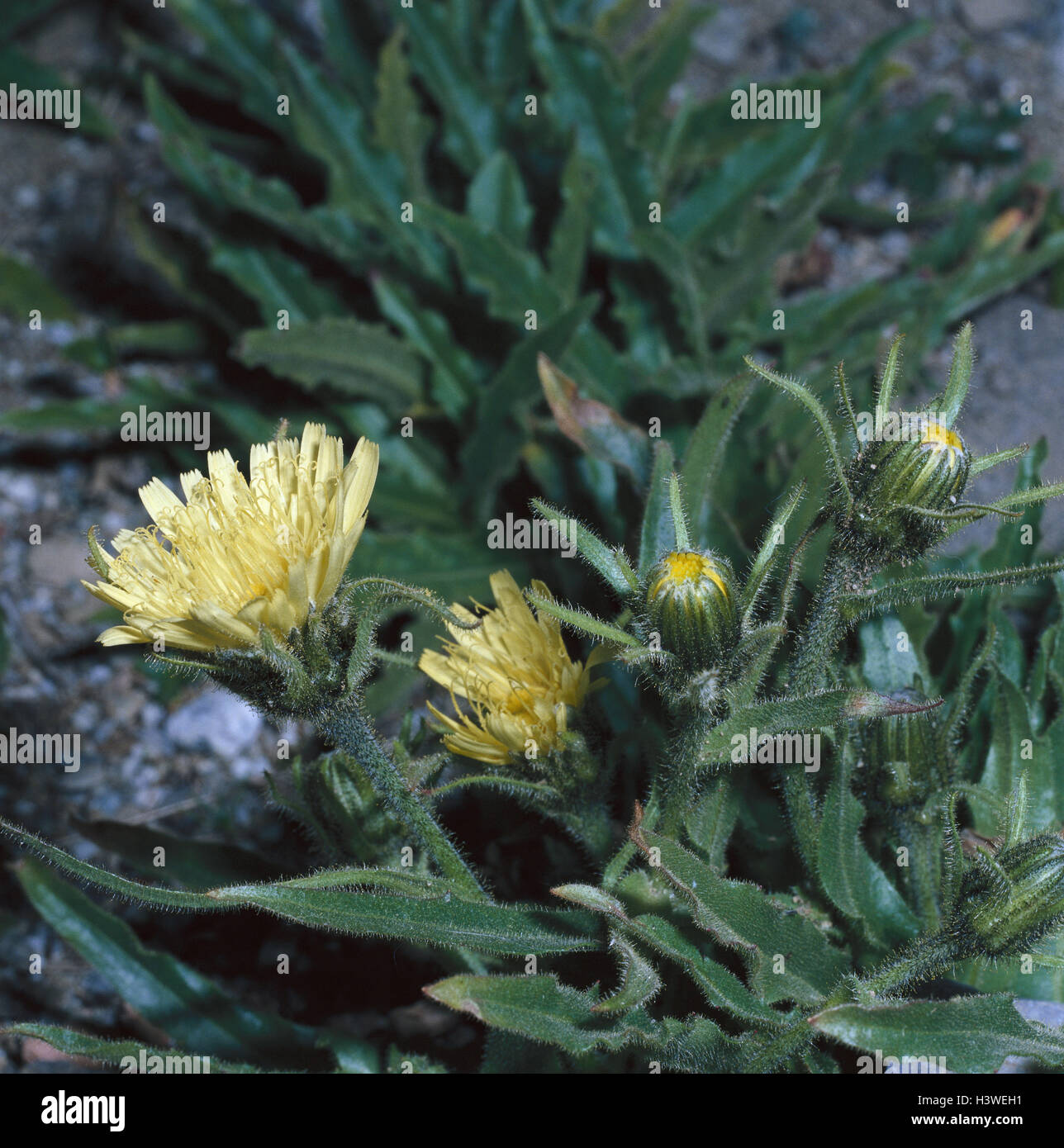 Endive plants hi-res stock photography and images - Alamy