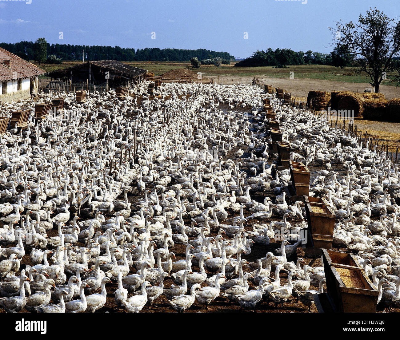 Hungary, poultry farm, goose's breeding, outside, agriculture, cattle ...