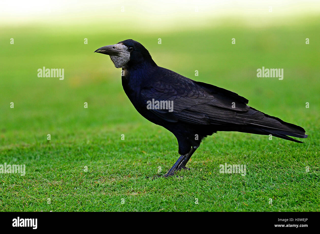 Corvid bird hi-res stock photography and images - Alamy