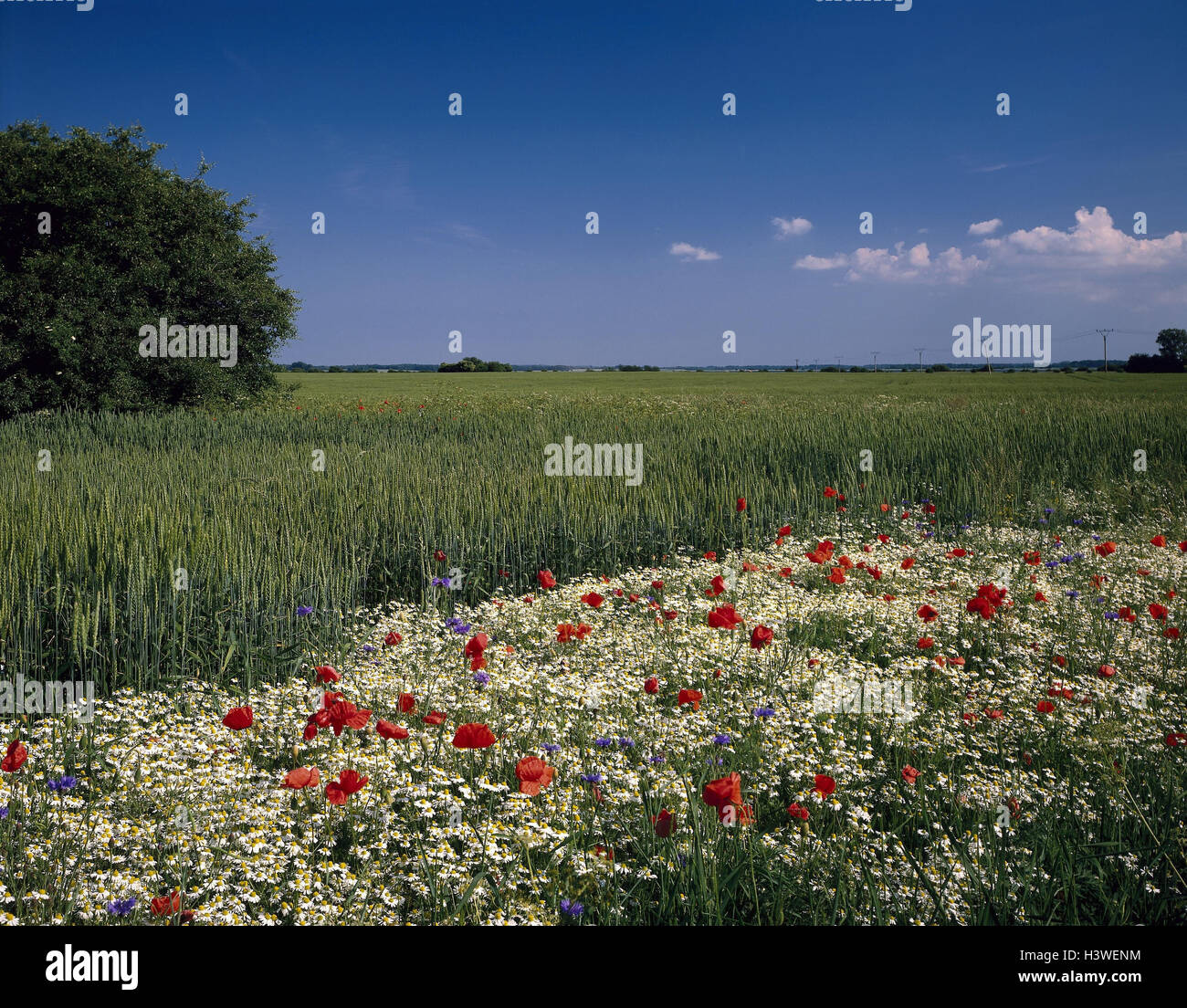 Grain field, flower meadow, field scenery, field, grain-field, grain ...