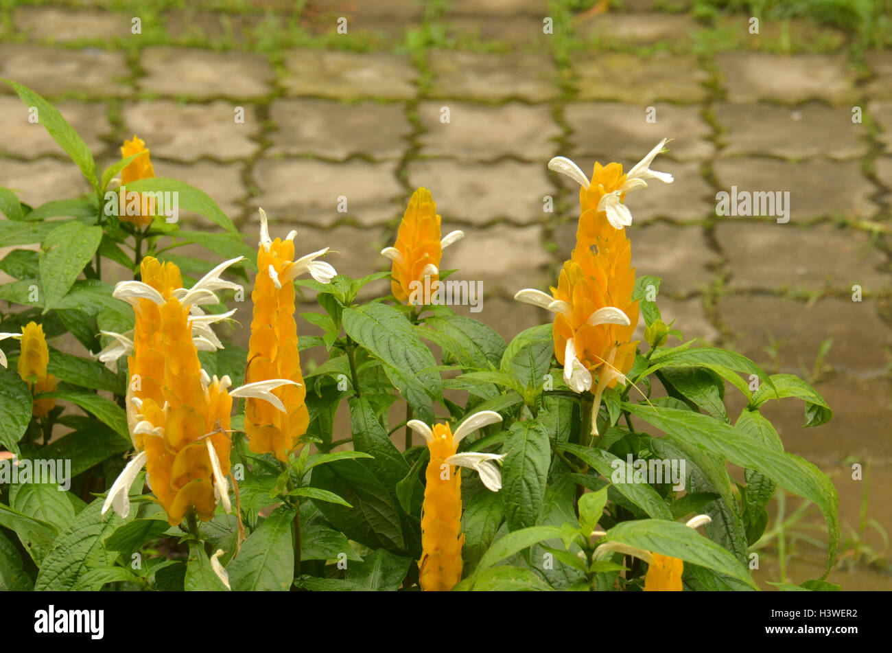 Lollipop Plant (Pachystachys lutea Stock Photo - Alamy