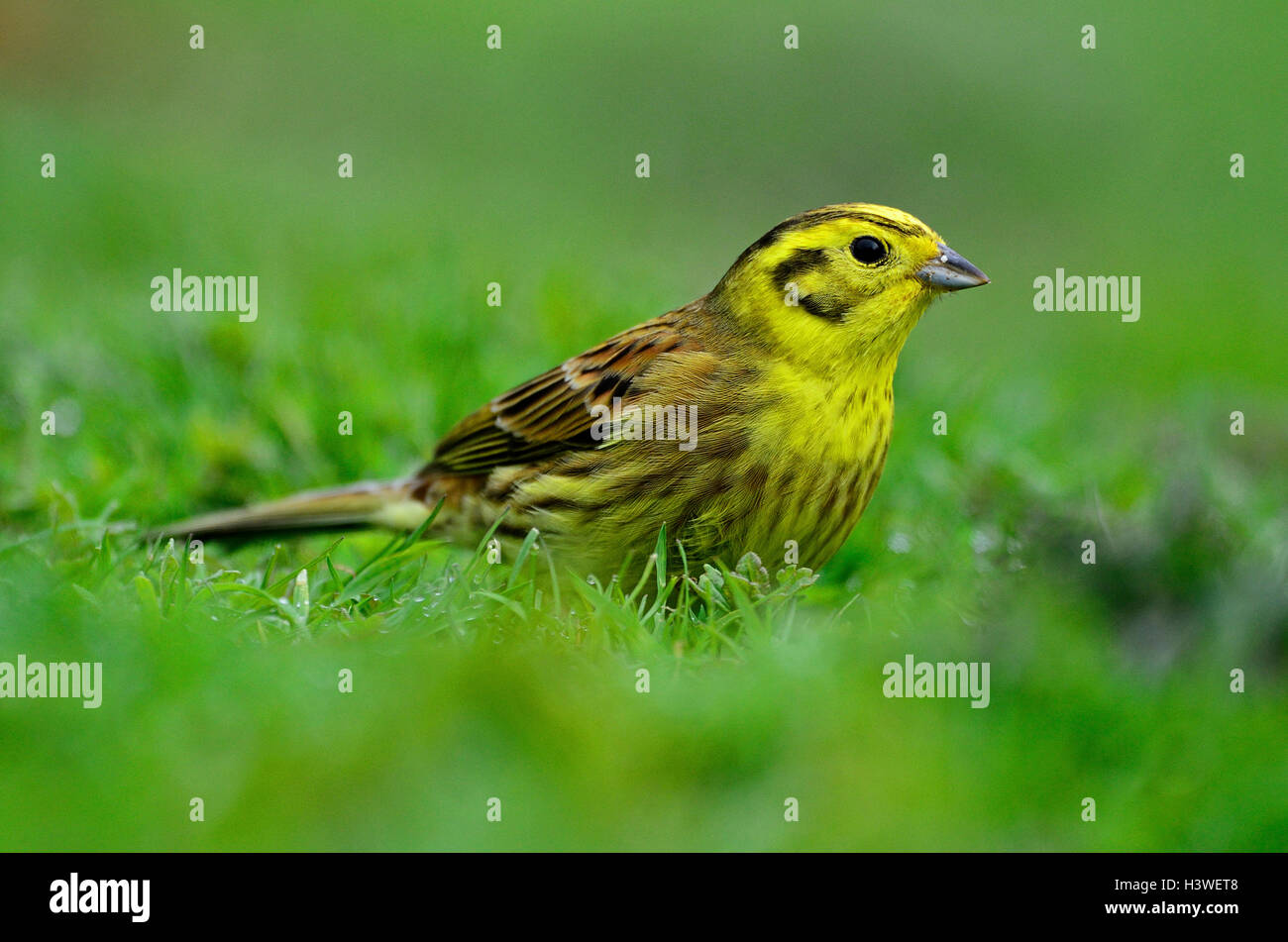 Seed eater bird hi-res stock photography and images - Alamy