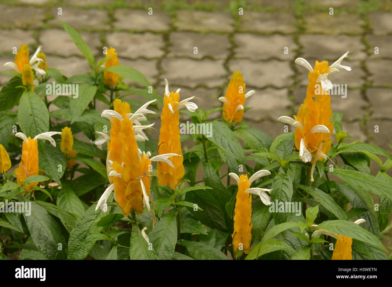 Lollipop Plant (Pachystachys lutea Stock Photo - Alamy