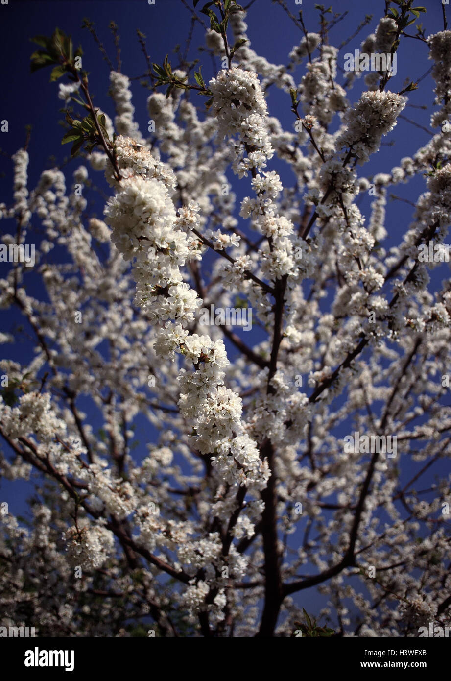 Cherry tree, Prunus avium, blossoms, fruit-tree, blossoming, detail ...