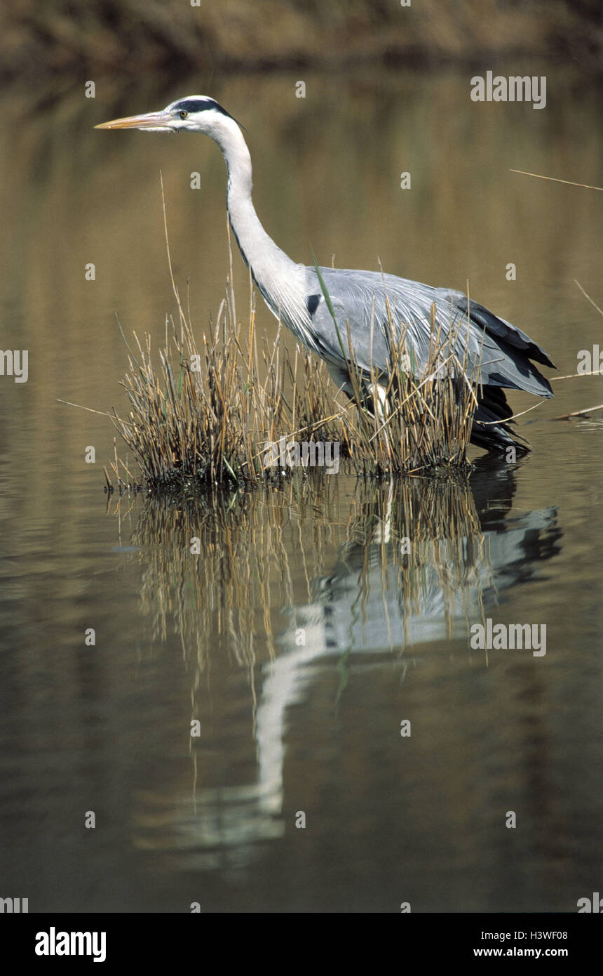 Grey heron, Ardea cinerea, water animal, bird, birds, wild animals ...