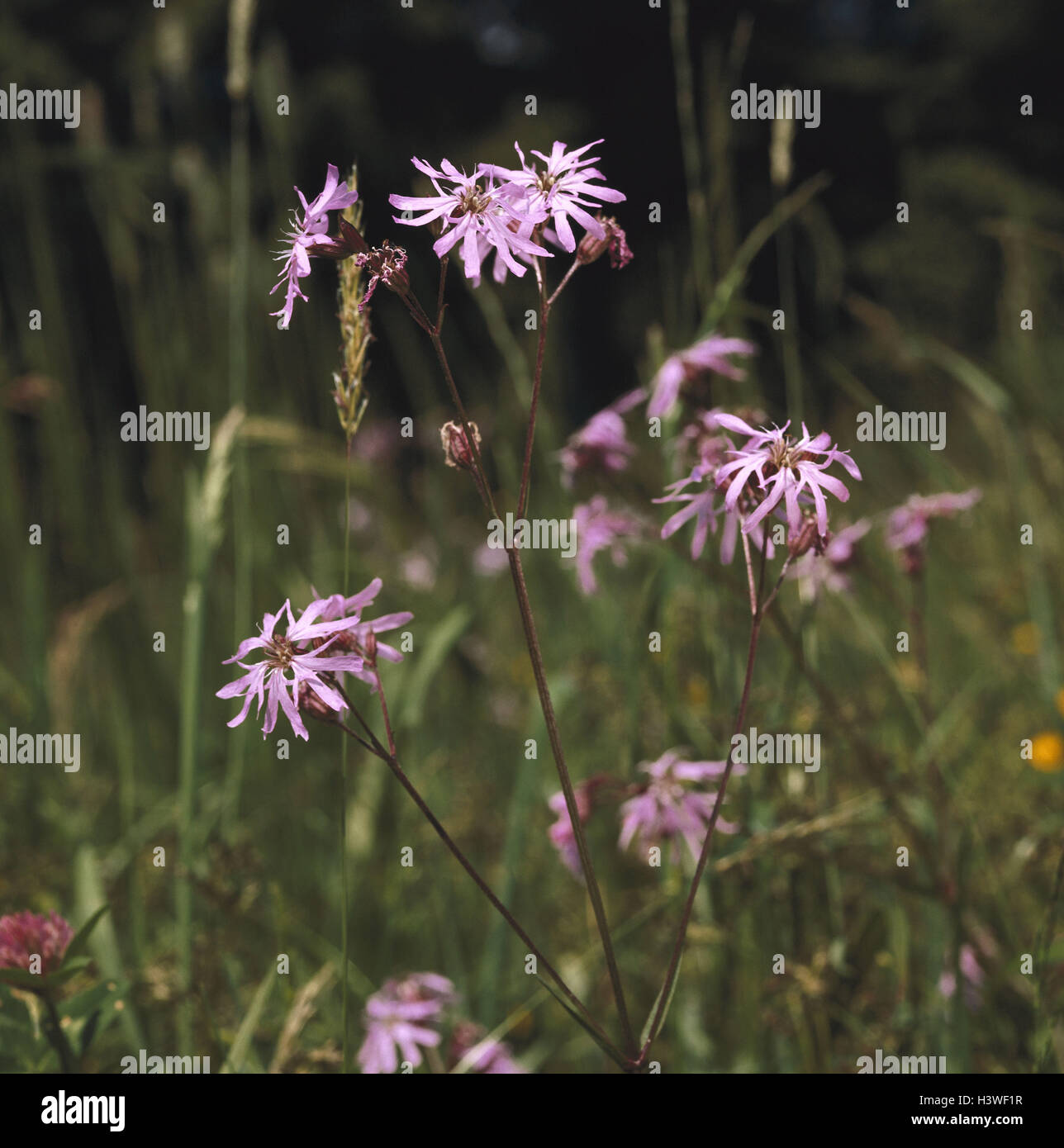 Cuckoo's campion, Lychnis flos-cuculi, glose-up, nature, botany, flora ...