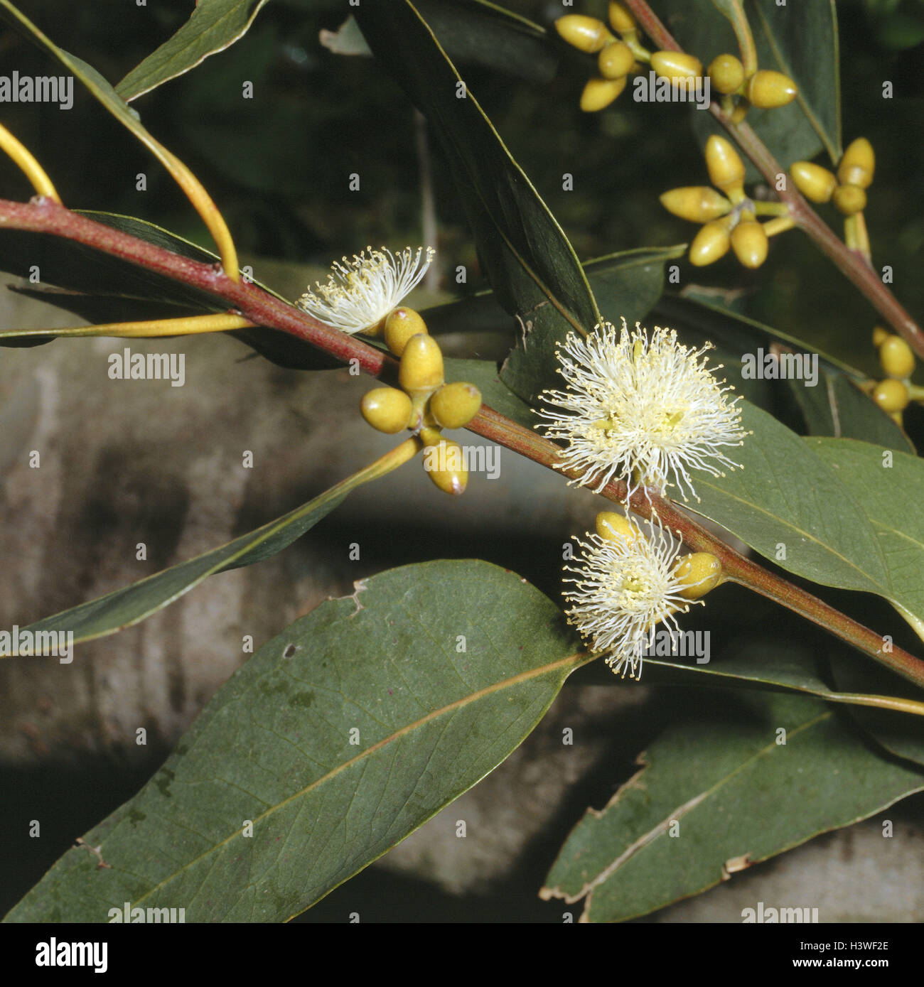 Eucalyptus, Eucalyptus globulus Labill leaves, buds, blossoms, close up ...