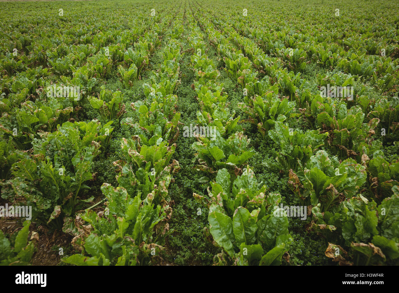 View of green plantation in the field Stock Photo - Alamy