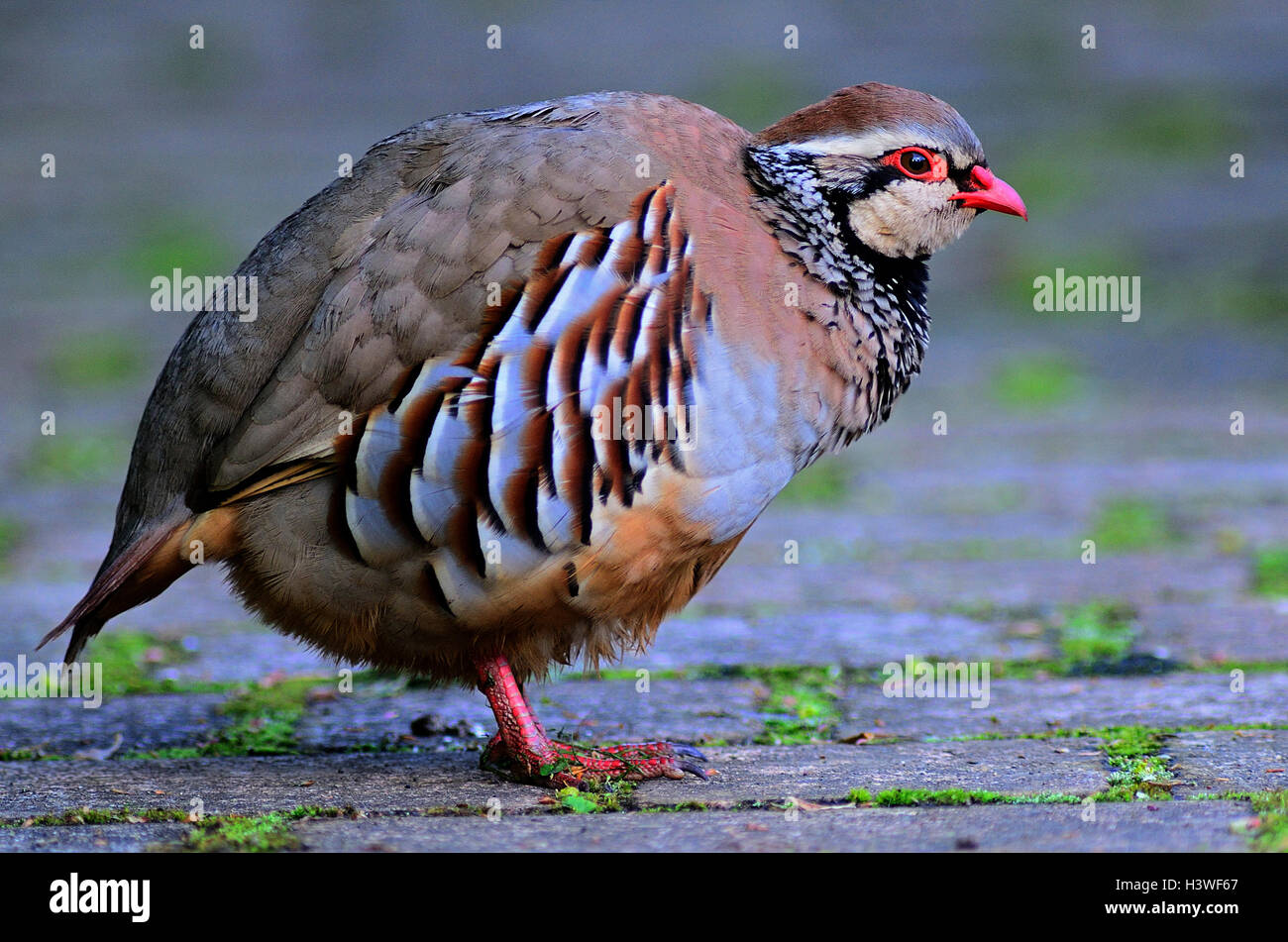 French game bird hi-res stock photography and images - Alamy