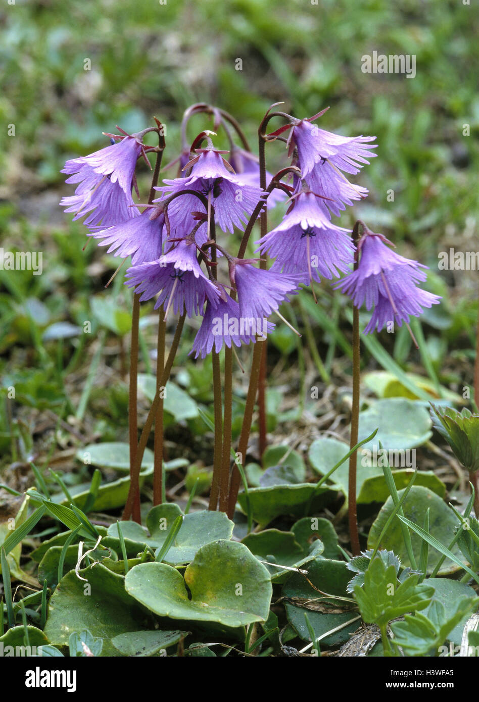 Usual alp little bell, Soldanella alpina, snow spring, plants, wild ...