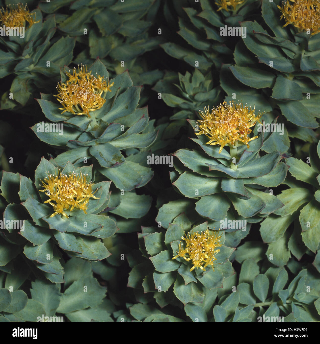 Rodiola hi-res stock photography and images - Alamy