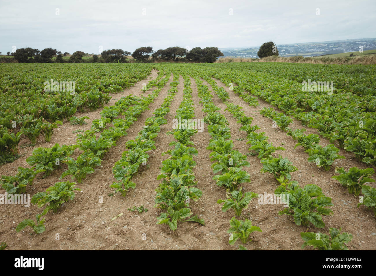 View of green plantation in the field Stock Photo - Alamy