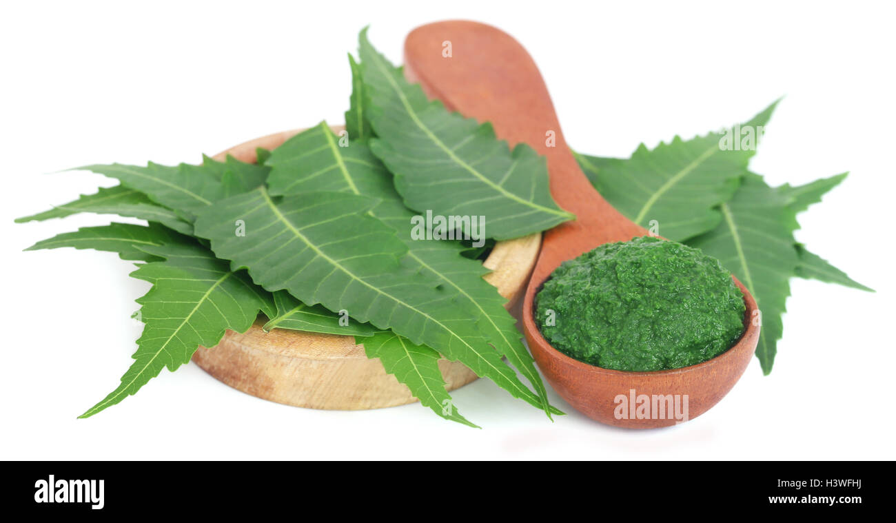 Medicinal neem leaves with ground paste over white background Stock ...