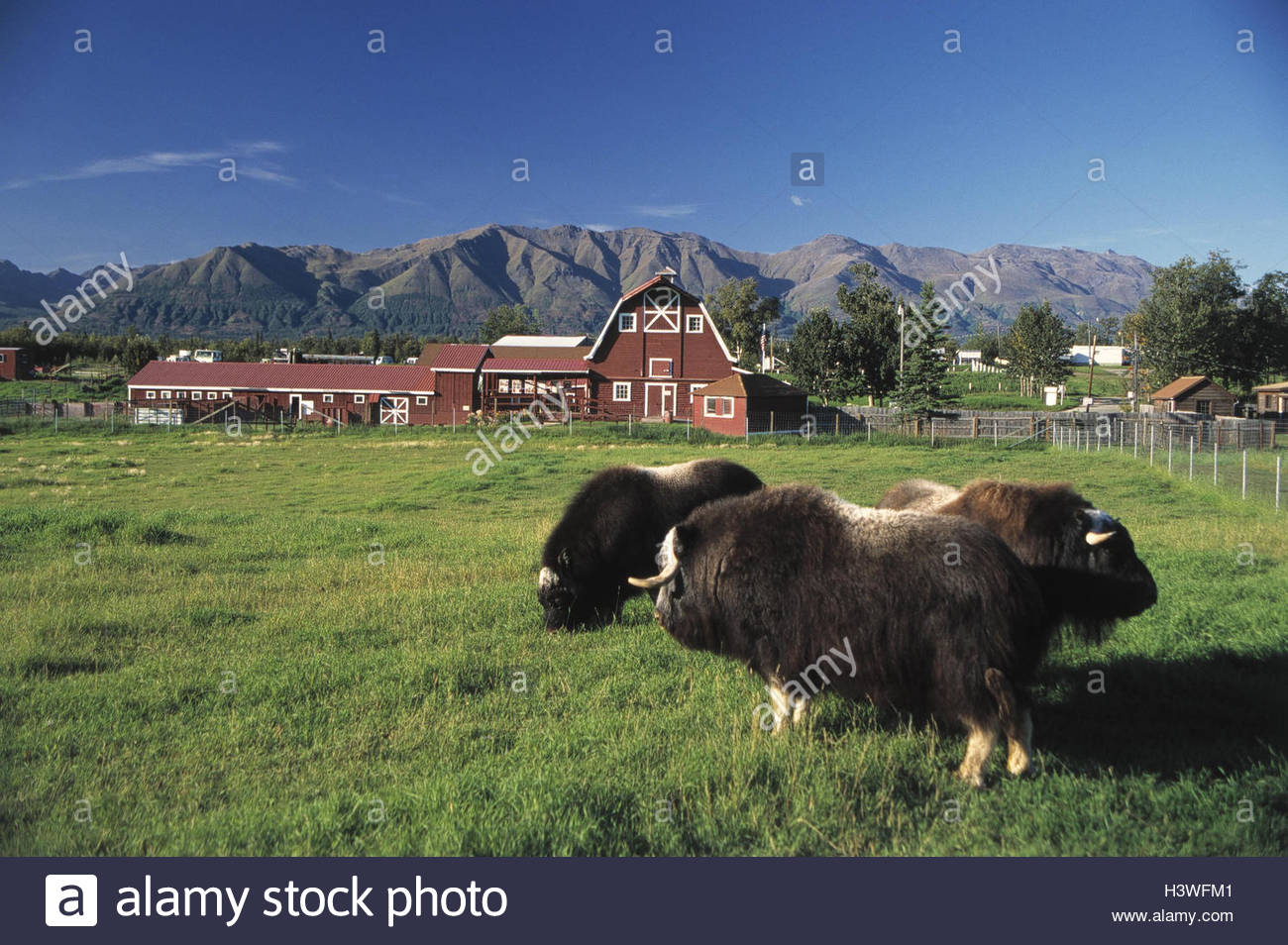 The USA, Alaska, Palmer, farm, pasture, musk ox America, North Stock ...