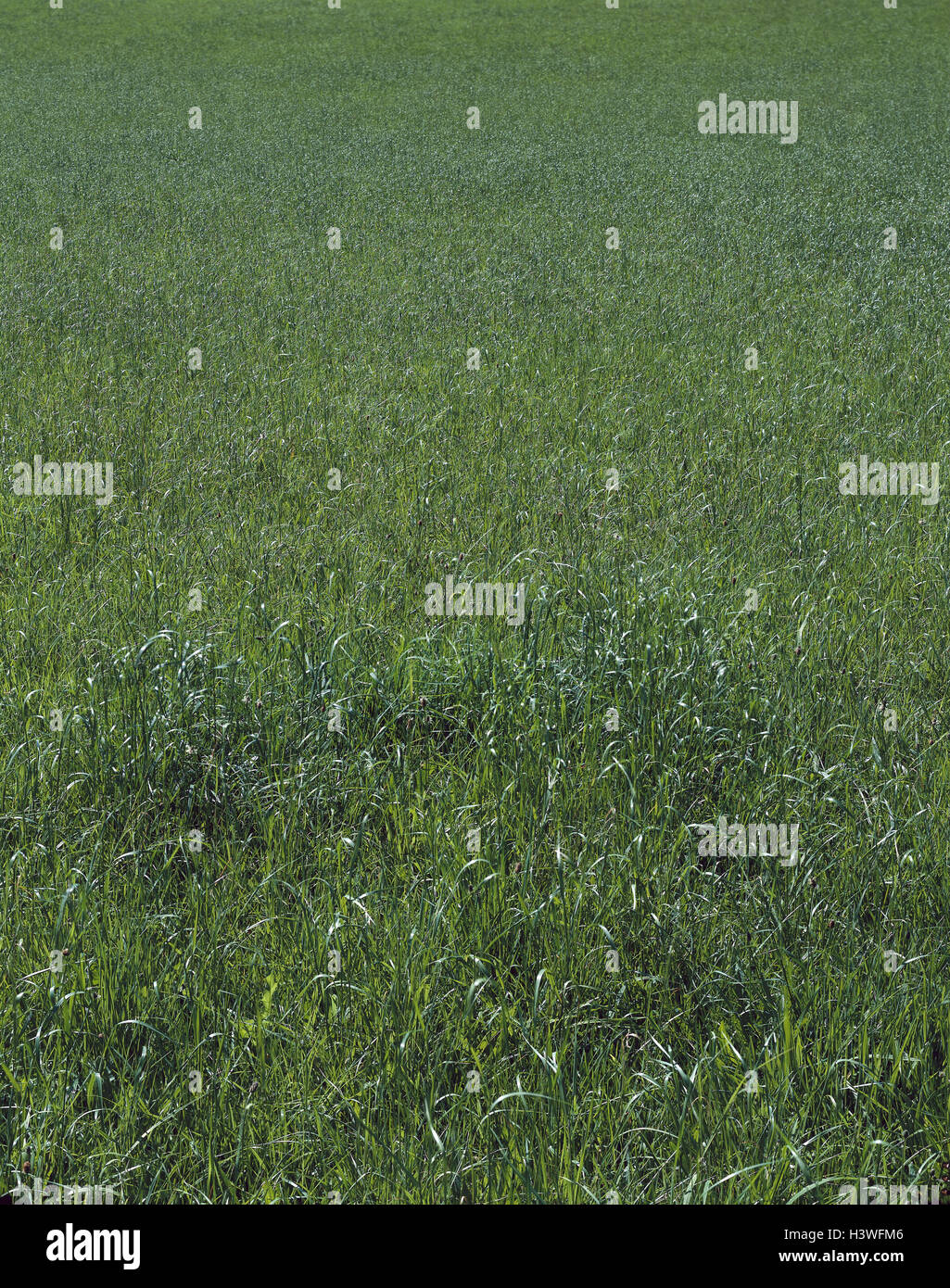 Lawn, detail, background, ornamental turf, meadow, turf, grass ...