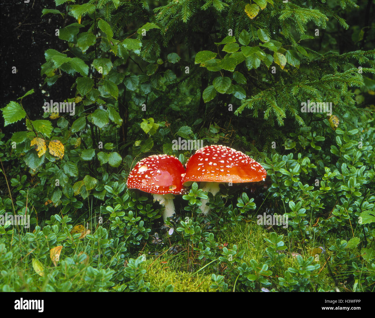 Wood, toadstools, Amanita muscaria, toxic, toadstool, fungi, toadstool, inedible, toadstool, red ...