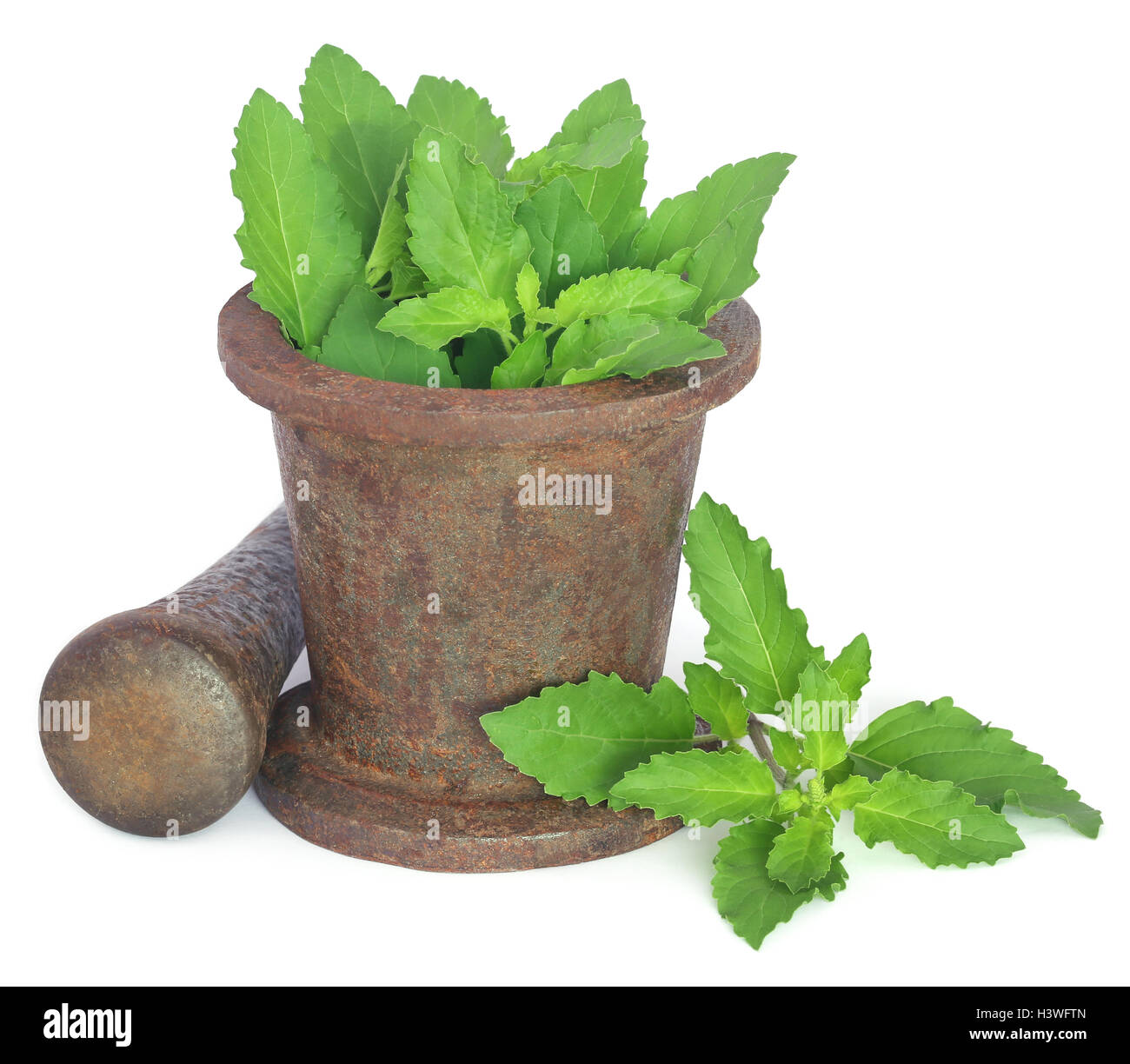 Tulsi leaves hi-res stock photography and images - Alamy