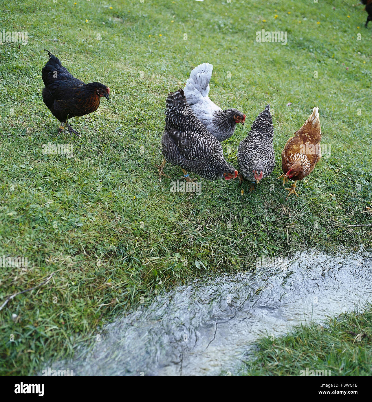 Poultry species hi-res stock photography and images - Alamy