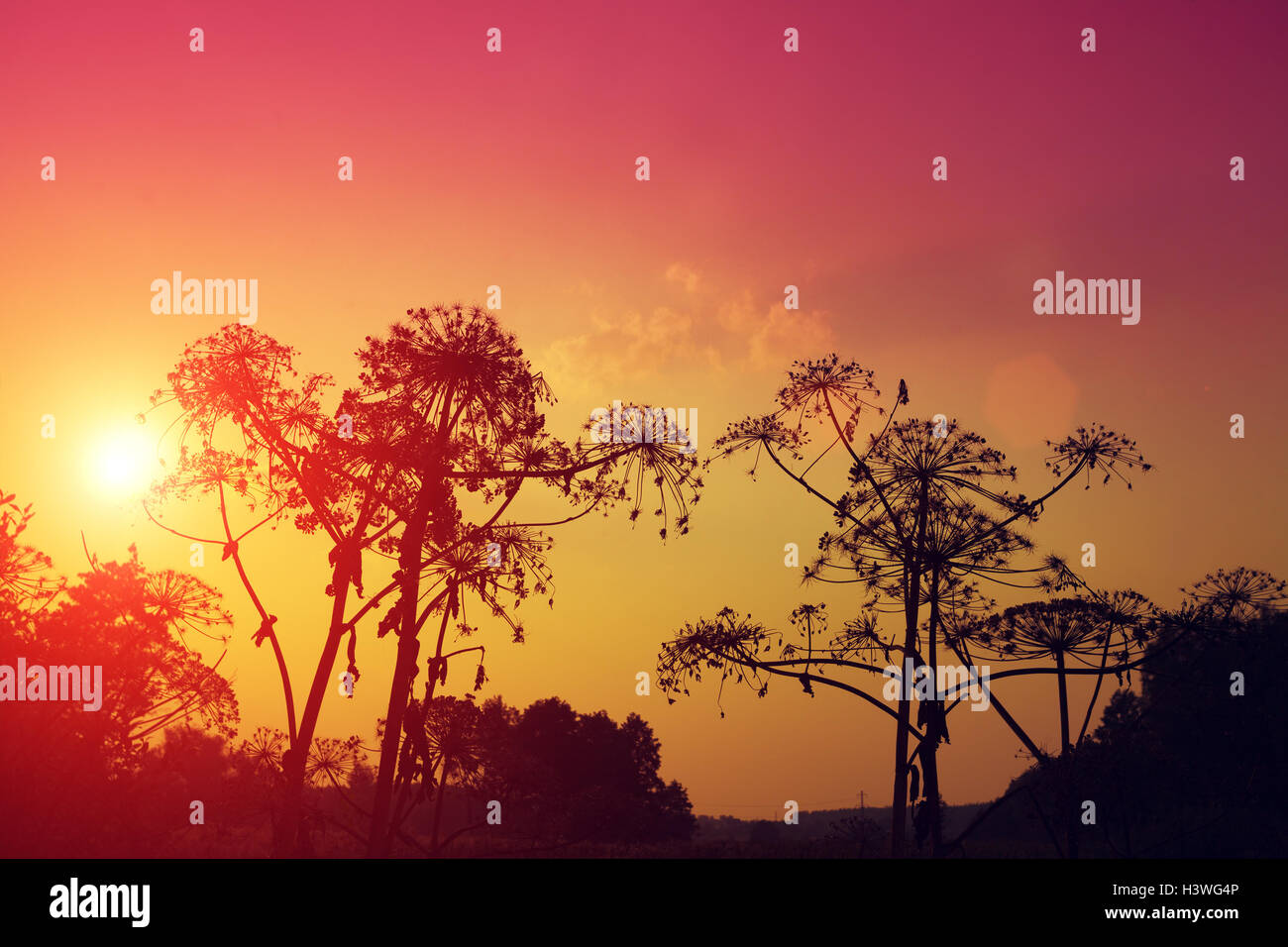 Rural landscape. Autumn field at sunset Stock Photo - Alamy