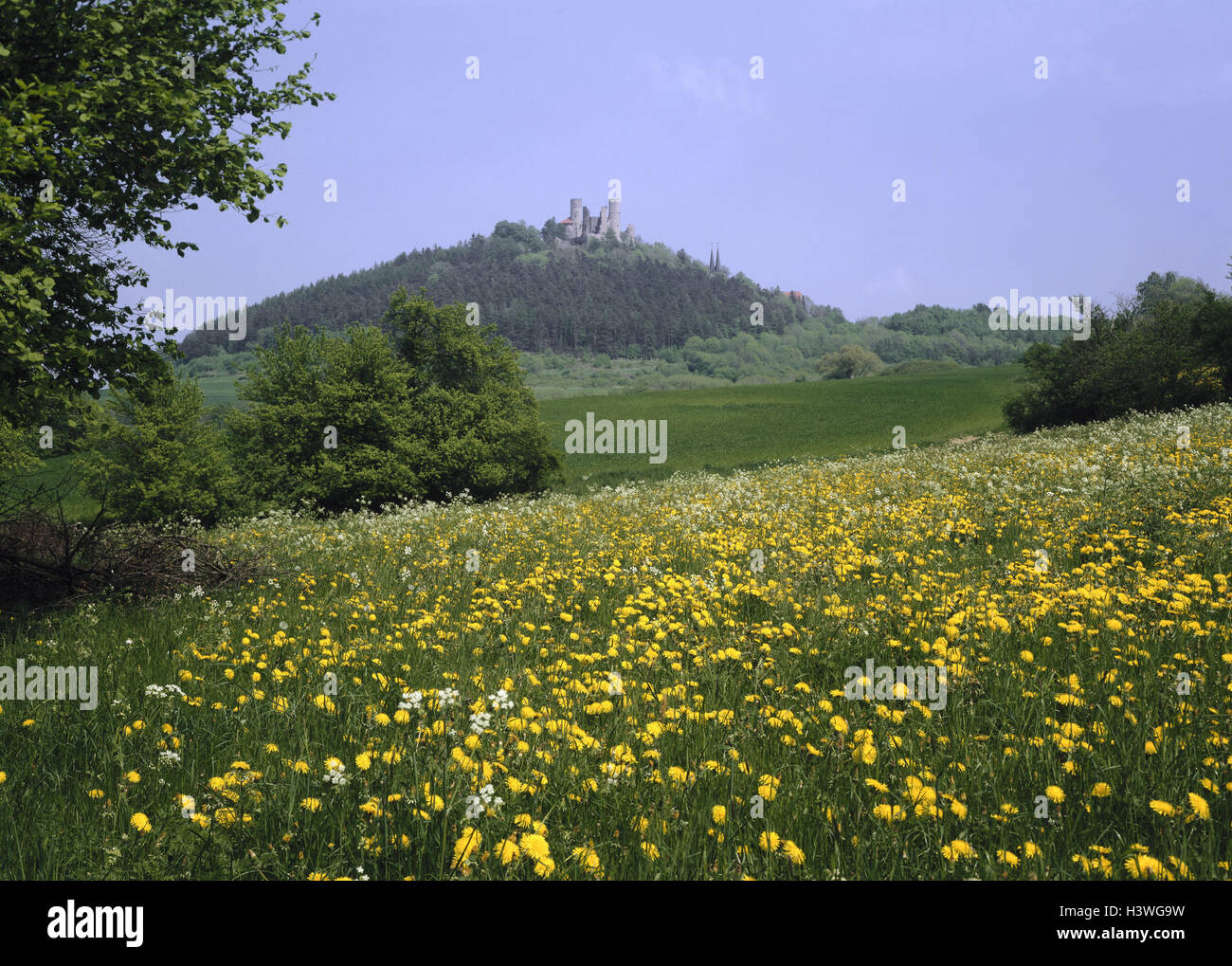 Germany, Thuringia, castle Hanstein, dandelion meadow, Europe, castle ...