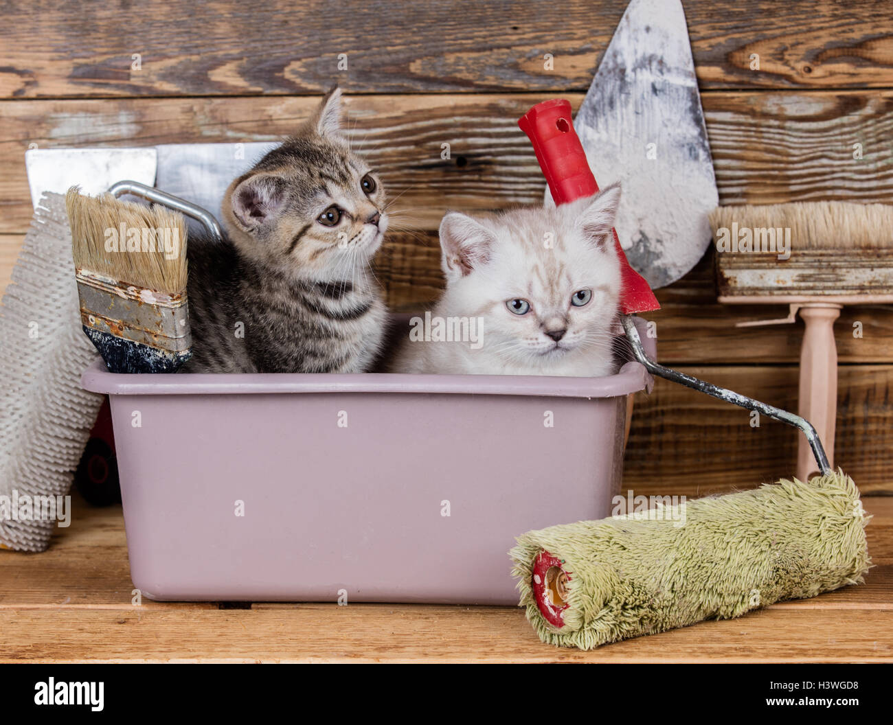 Two lute little kittens sitting in washbowl with tools for renovation ...