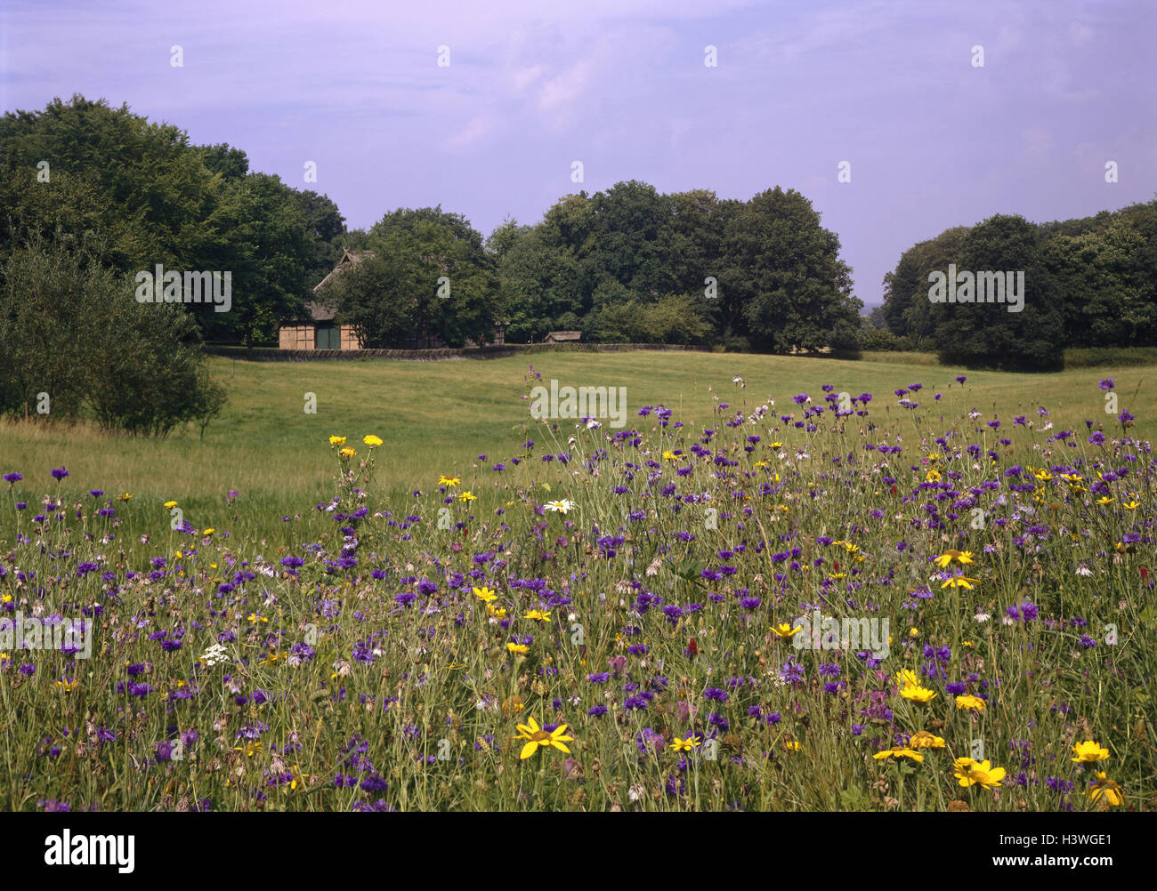 Germany, Lüneburger moor in Wilsede, Europe, flower meadow, wood, house ...