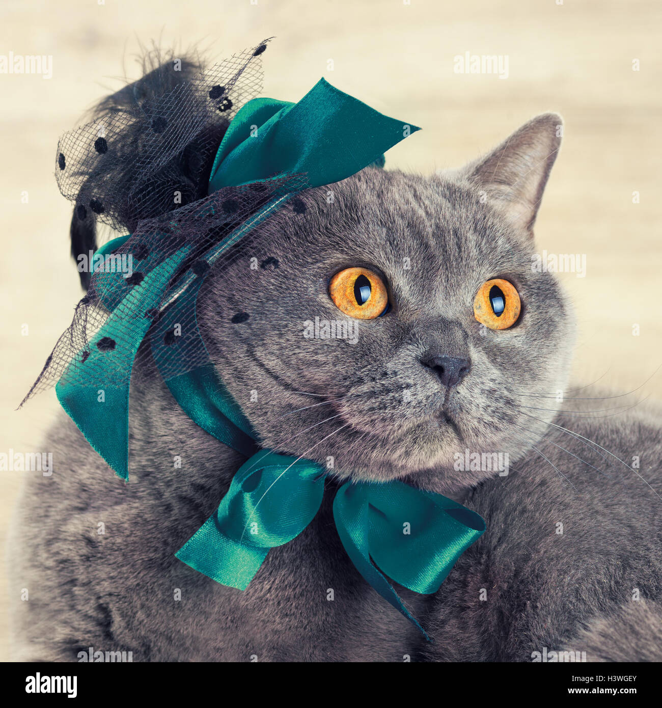 Fashion portrait of cat wearing hat with blue ribbons. Cat looking up ...