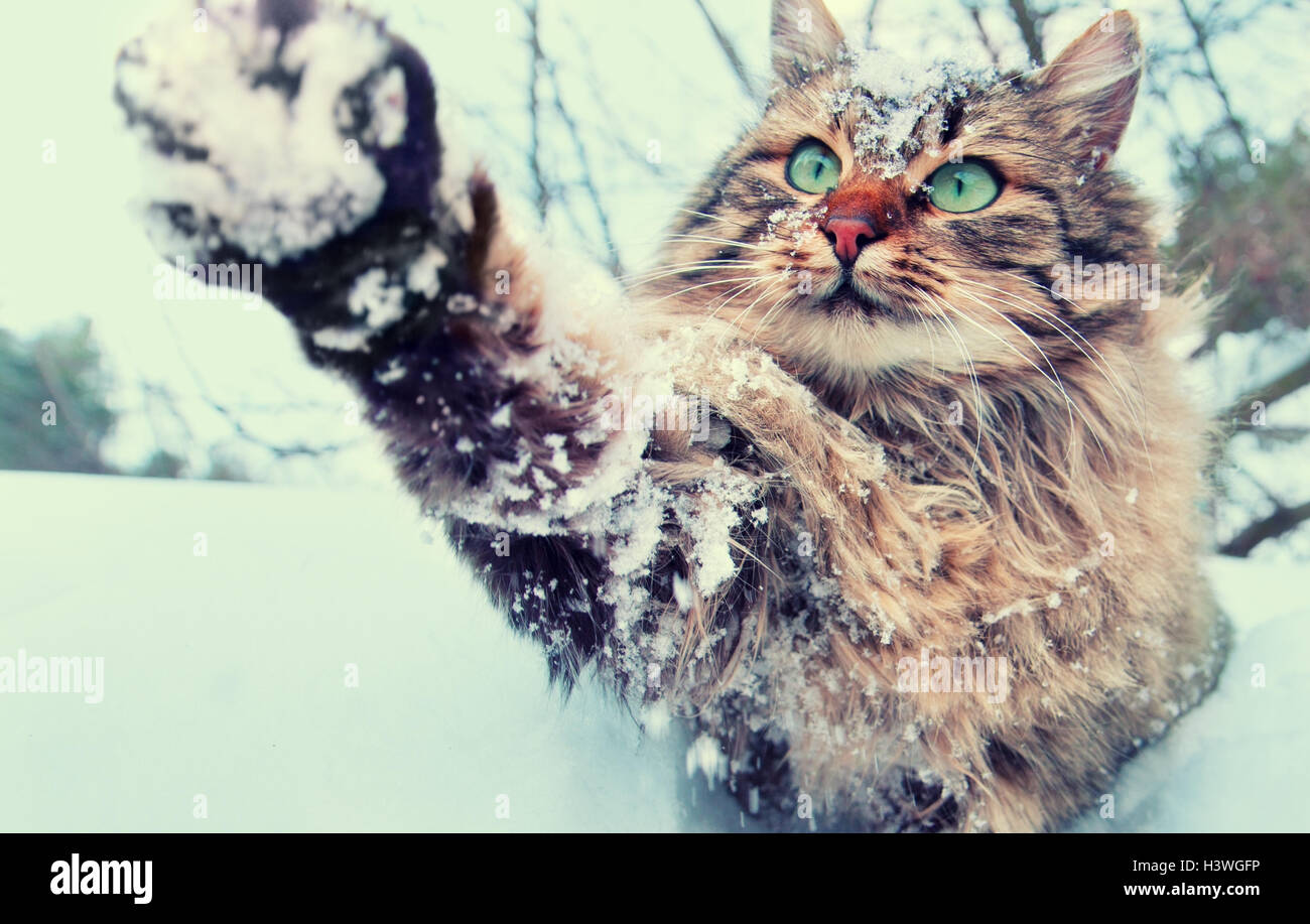 Cat paw in air hi-res stock photography and images - Alamy