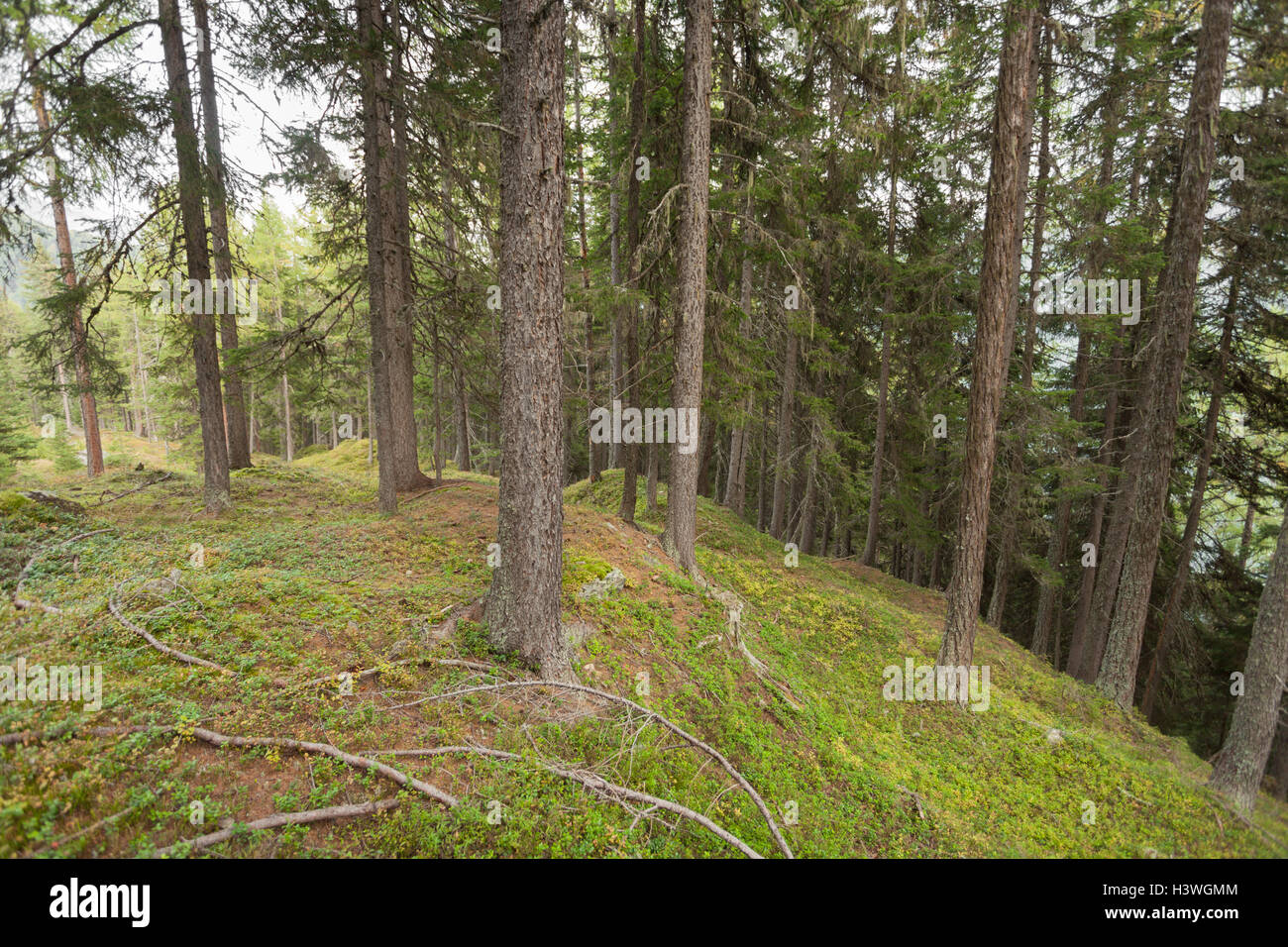 Italian forest hi-res stock photography and images - Alamy